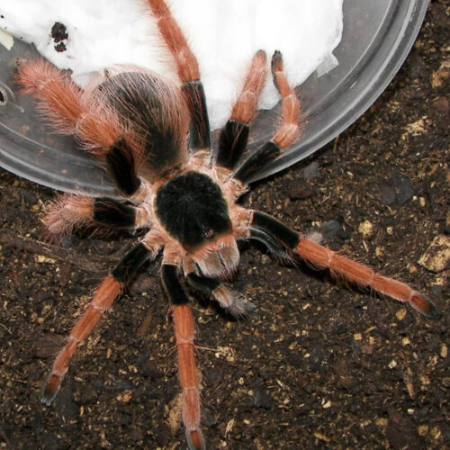 Colombian Giant Tarantula (Redleg): Behavior, Habitat, Care, Health ...