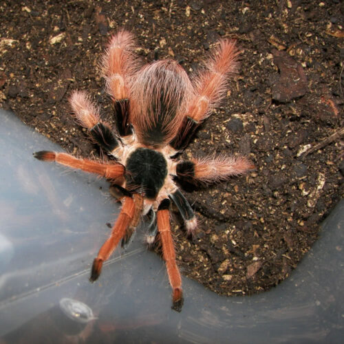 Colombian Giant Tarantula (Redleg): Behavior, Habitat, Care, Health ...